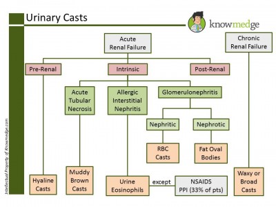 10 High-Yield Urine Cast Pearls for Clinical Practice and the ABIM Exam ...